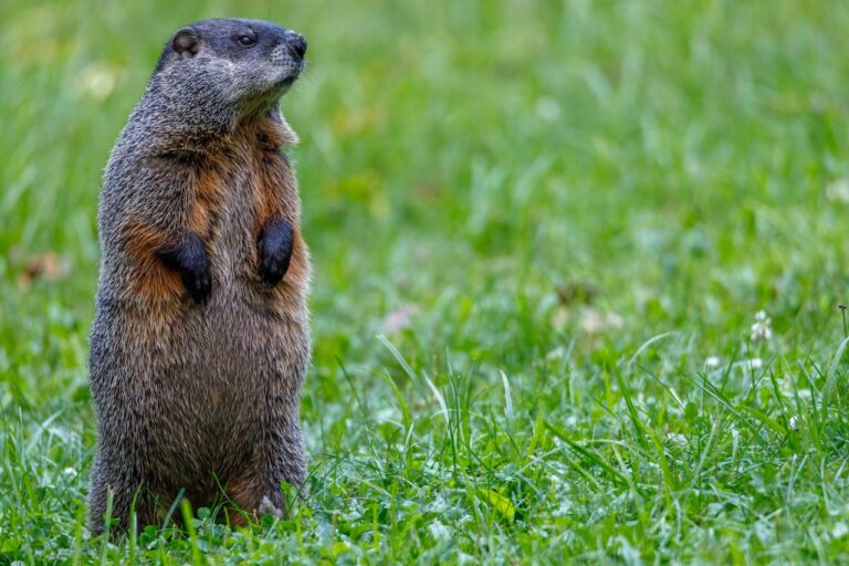 50 Funny Responses to How Much Wood Could a Woodchuck Chuck